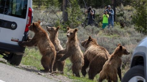 Grizzly 863 Subject to 'Aggressive' Hazing, Rubber Bullets, Due to Habituated Roadside Behavior ...