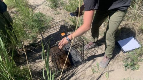 Modern-day trappers are using beavers to fight the effects of drought ...